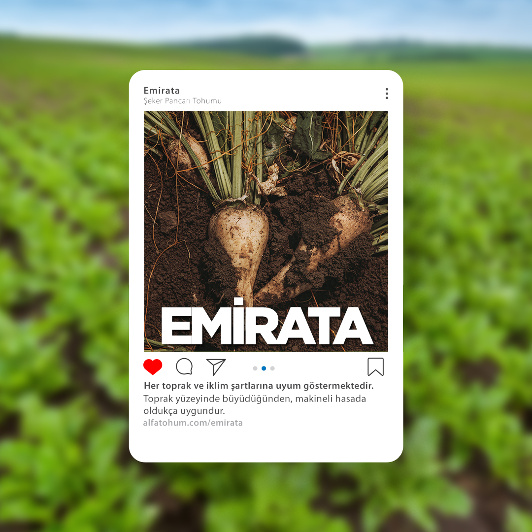 Emirata Şeker Pancarı Tohumu – Alfa Tohum