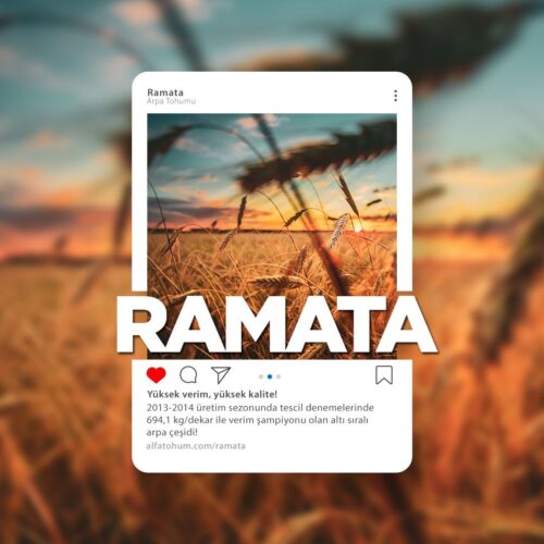 Ramata 6 Sıralı Arpa Tohumu – Alfa Tohum